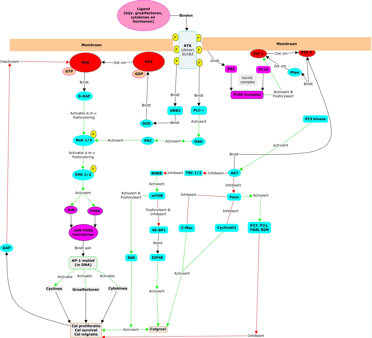 RTK pathway voor presentatie Anissa